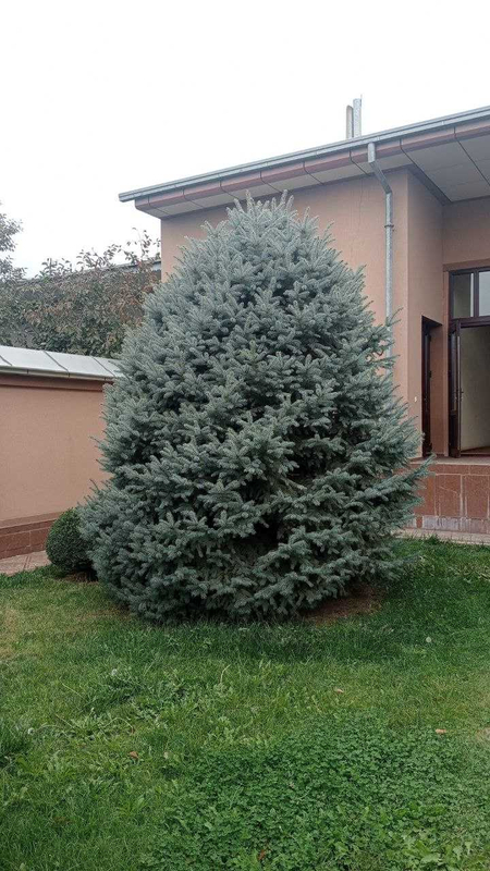 Арча, Дарахт, Буталар