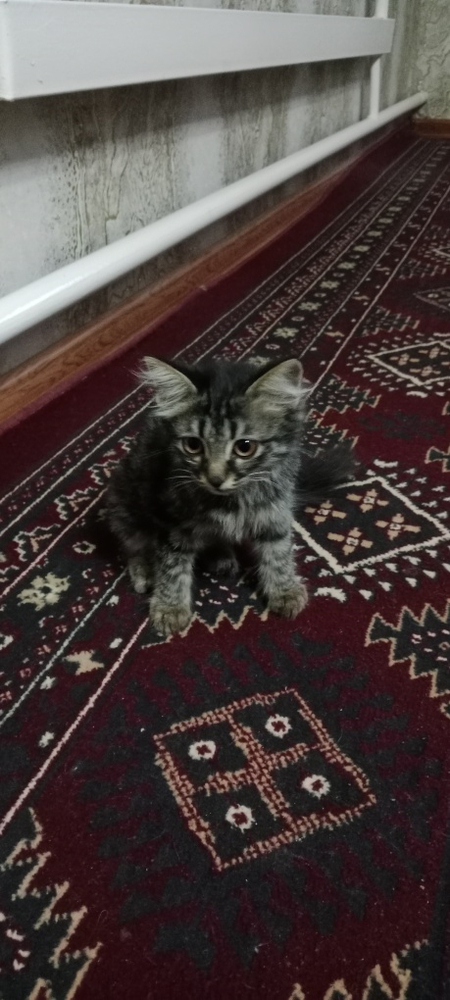 Милая, добрая, игривый котёнок одам в добрые руки
