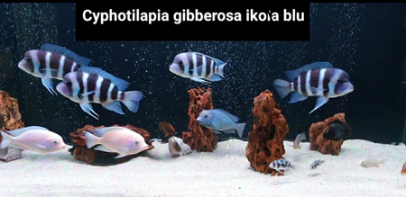 Продам Frantoza Icola blue