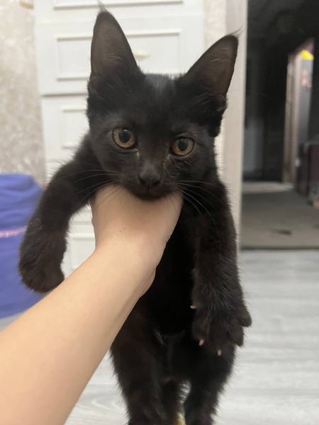 Отдам в добрые руки котенка