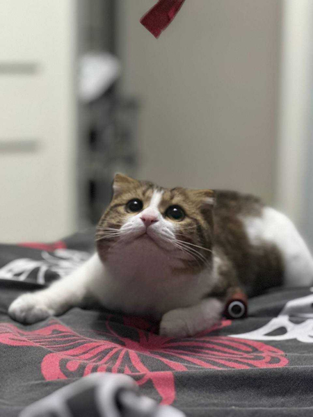 Котенок шотландский
