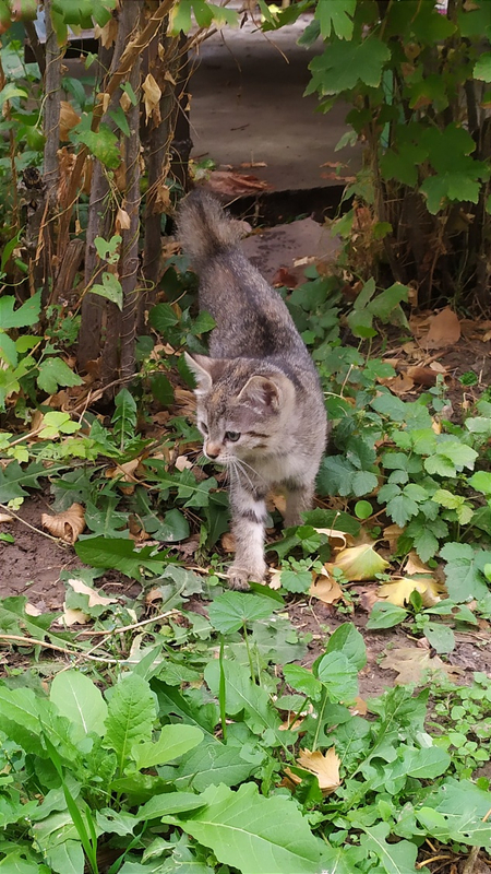Котёнок, девочка, Чирчик.