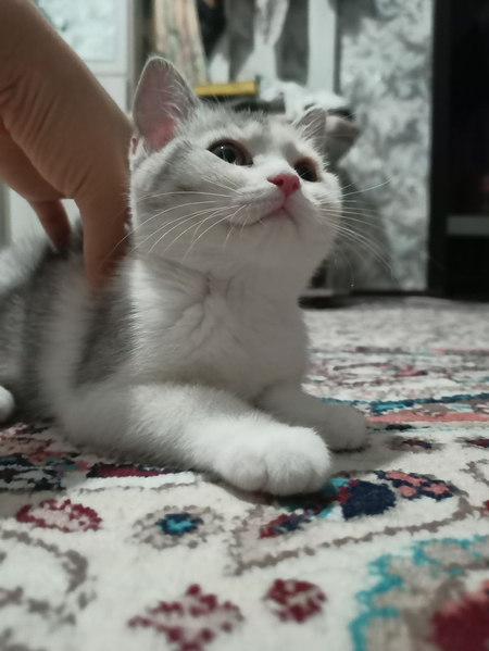 Котенки Скоттиш страйт