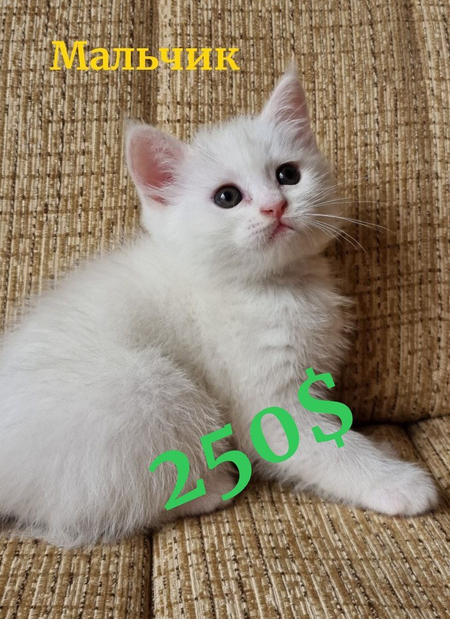 Продаётся котята Скотиш Фолд и Скотиш Страйт