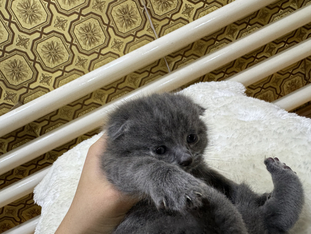 Готовиться к прожаже скоттиш котята