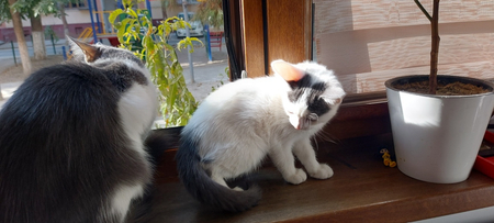 Котята в добрые руки 2.5 м-ца