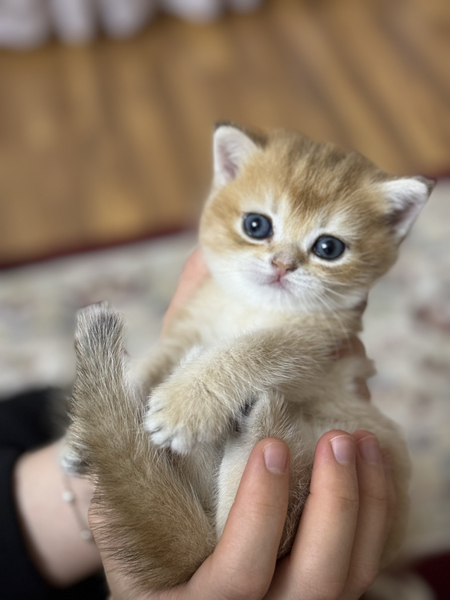 кошка золотая Шиншилла Девочка