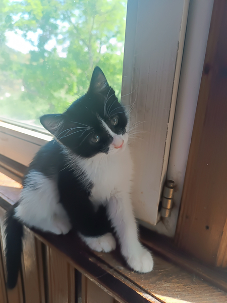Ласковый котёнок !!!