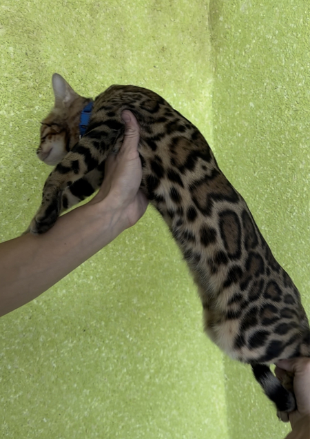 Бенгальский котенок