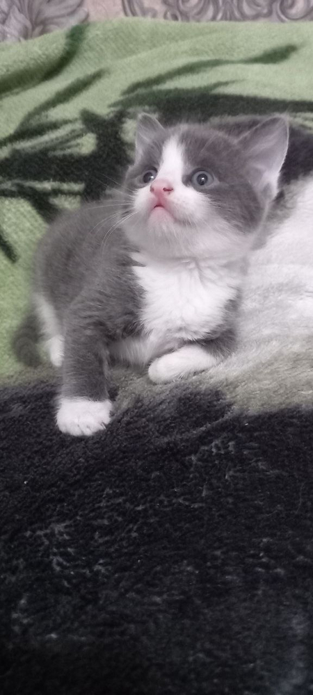 Срочно продаётся котёнок