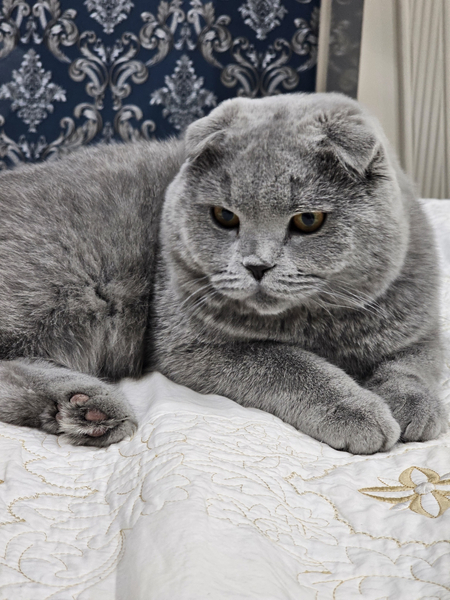Вязка скотиш фолд