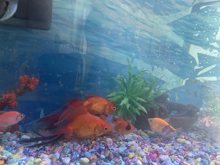 Akvarium va baliqla sotiladi