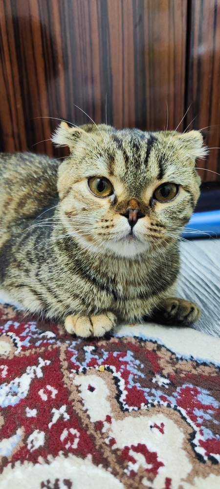 Scottish Fold qizcha