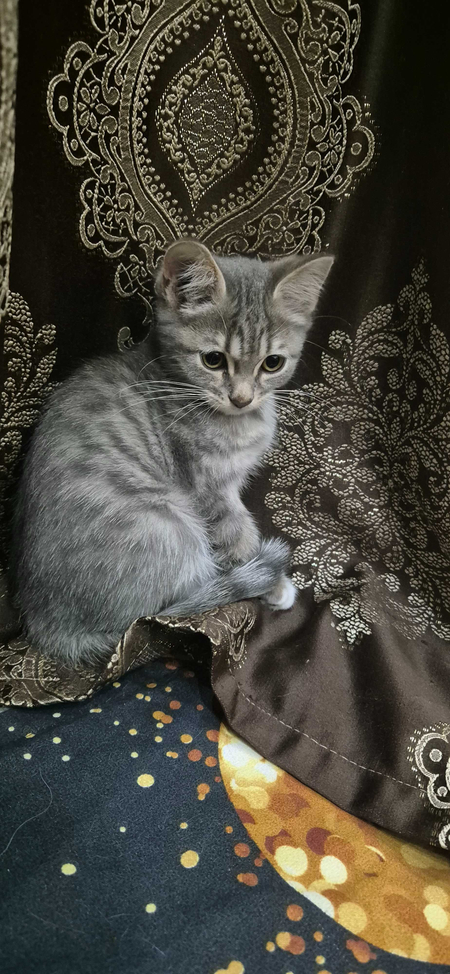 Отдам котят в добрые руки