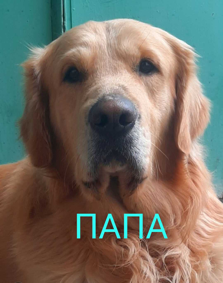 Девочка Золотистый ретривер