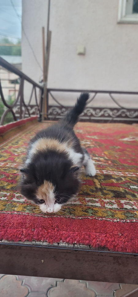Отдам даром котята...