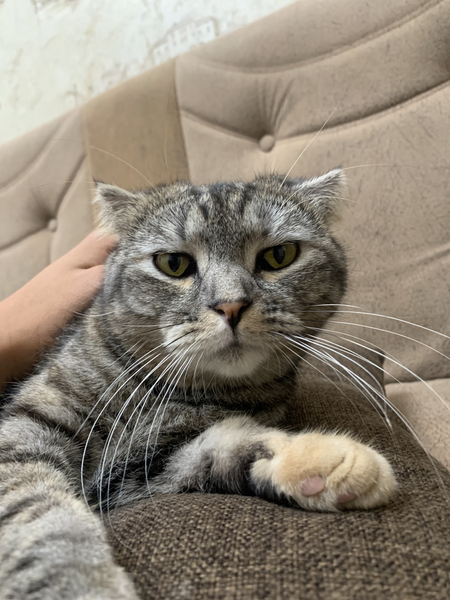 Scottish Fold PARODA