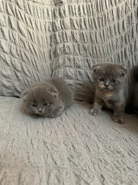 Британский кошечки