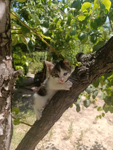 Отдаются котята в хорошие руки