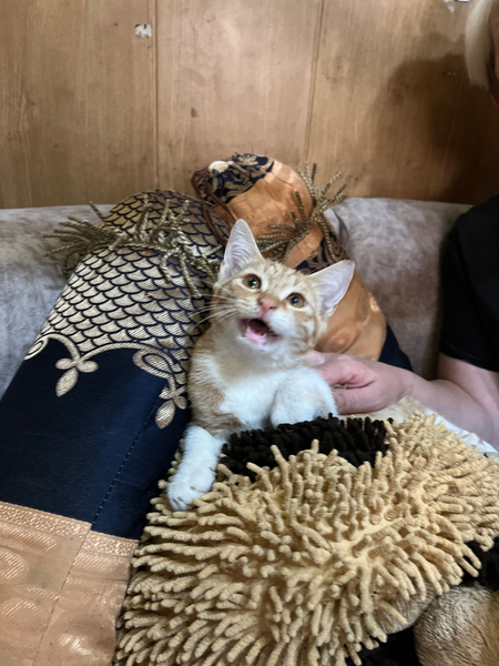 Кошки котята маленькие