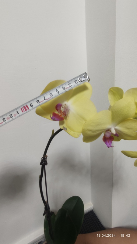 Орхидея /Phalaenopsis Ferrara Orchid/ 65см
большая 65см.