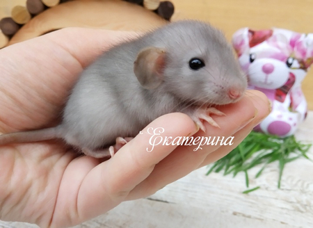 Декоративные крыски дамбо