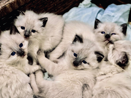 Сиамские котёнки.