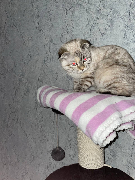 Scottish Fold вислоухая