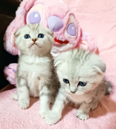 Котята серебристой шиншиллы