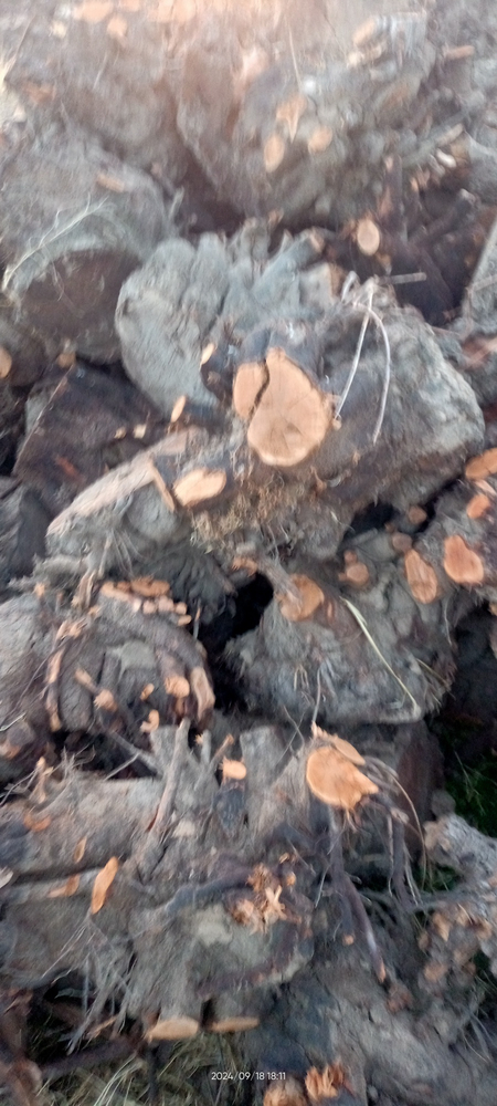 Oʻlxoʻri daraxtining ildizlari sotiladi