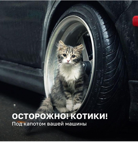 Бесплатно  котята, щенки, собачки подростки
