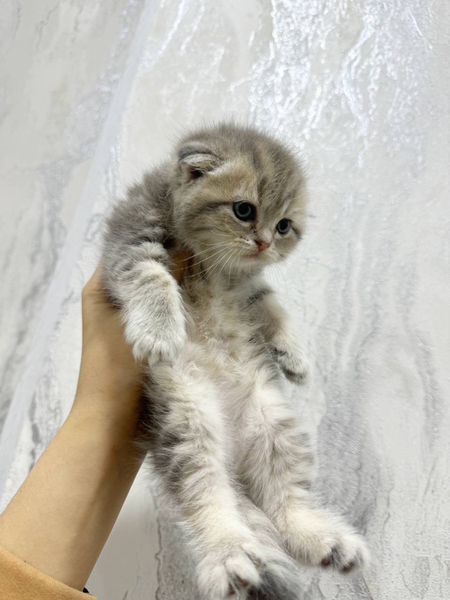 Продаётся котята