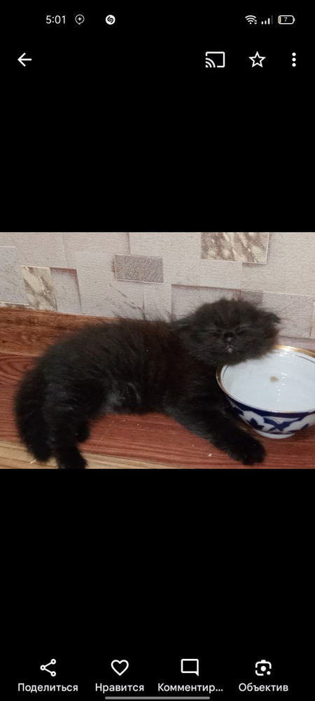 Скотиш Фолд и Скотиш Страйт