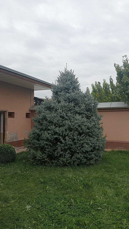 Арча, Дарахт, Буталар