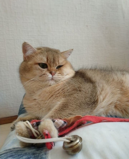 Vyazkaga sotilmedi