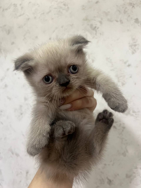 Продаются котята Манчкин