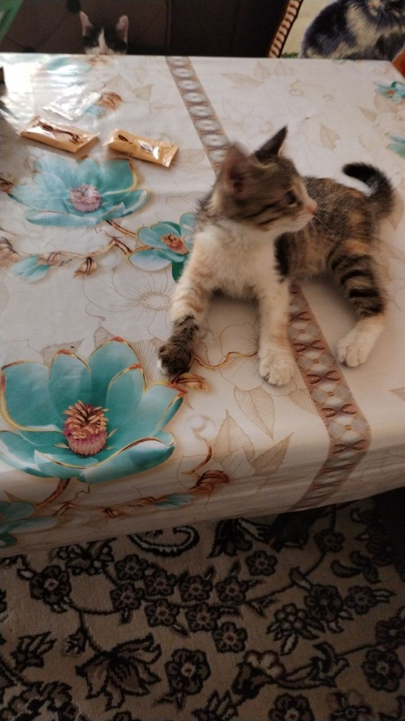 Отдам котят в хорошие руки