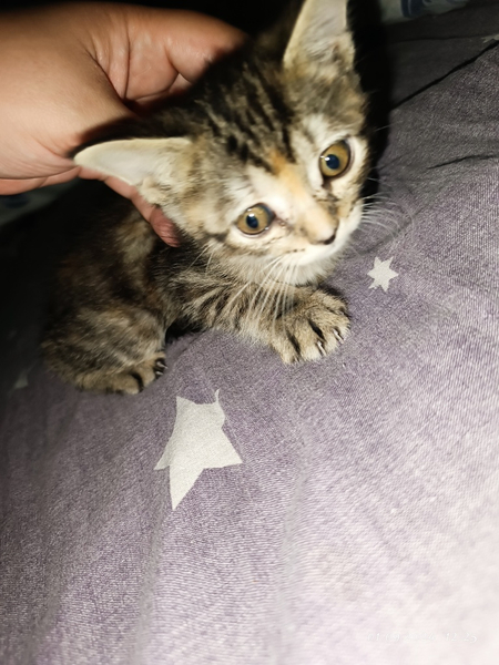 Продаются котята срочно