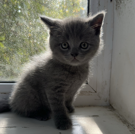 Скотишь фолд скотишь страйт