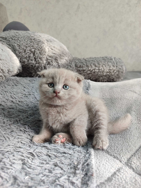 Продается мальчмк скотиш фолд