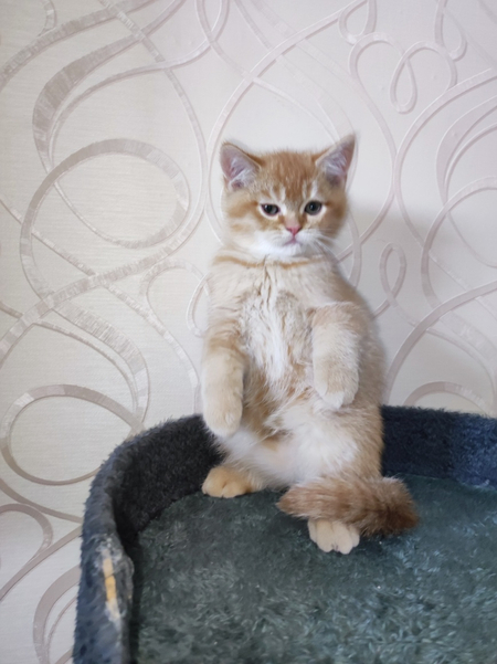 Продаются вислоухие котята