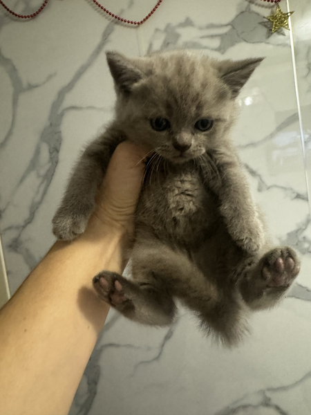 Скотиш страйт мальчик
