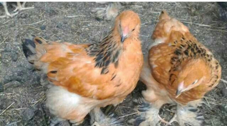 Paliviy Brama tuxum