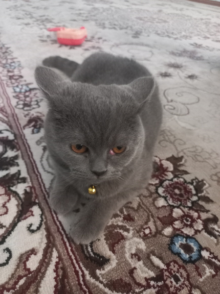 Мушук сотилади британские скотч