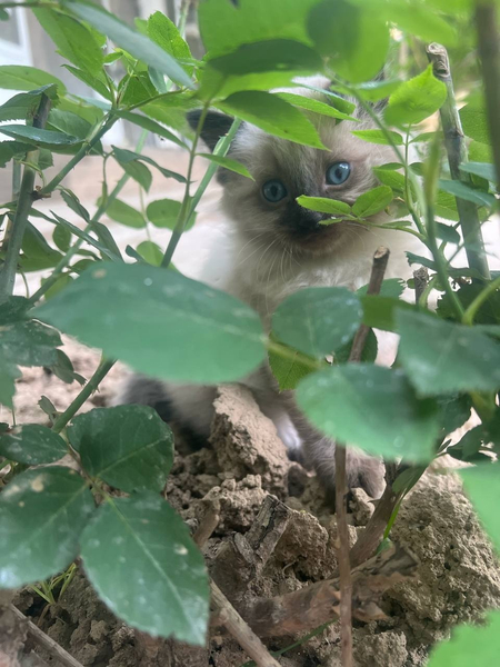 Пушистые Сиамская котята.