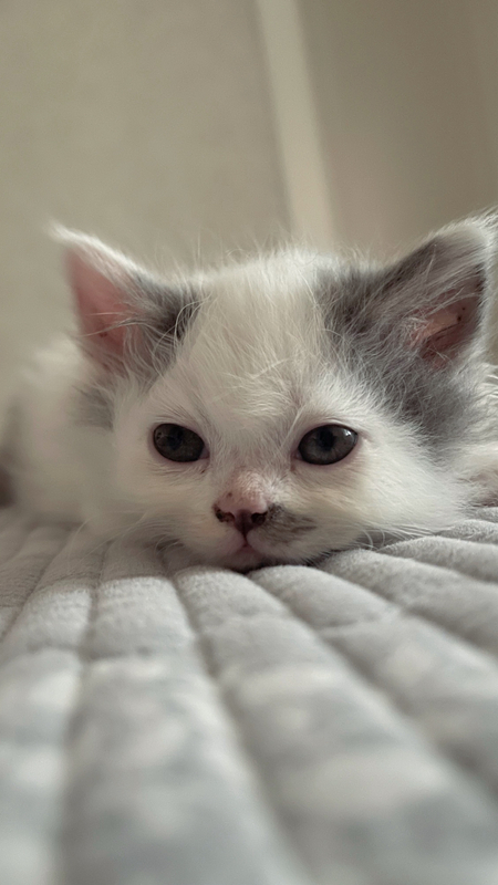 Котята метисы, сибирские/скотиш страйт, 1,5 месяца к лотку приучены