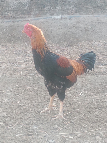 Kulangi xoʻroz va tovuq