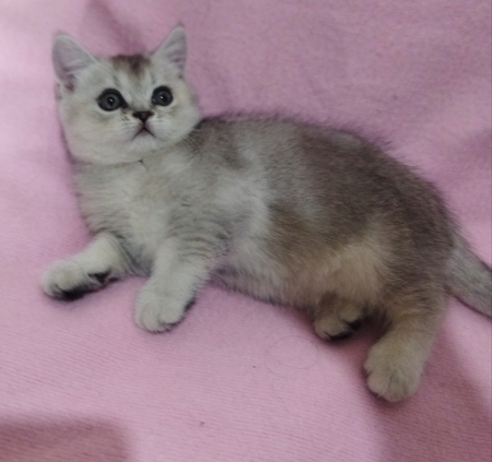 Шотландские  котята