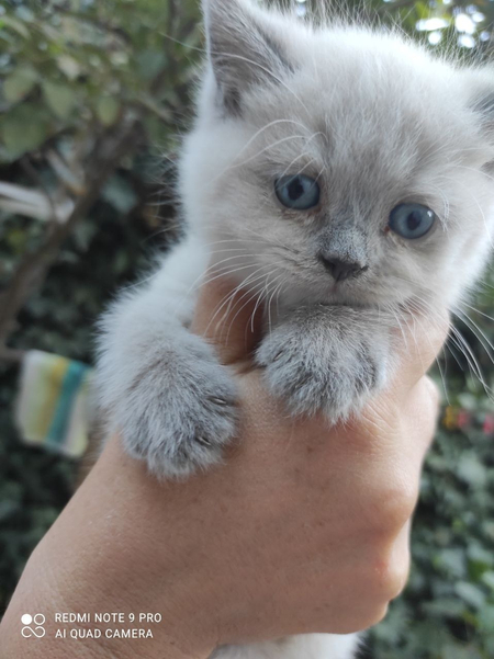 Шотландские котята