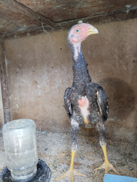 Dakan xoʻrozchalar sotiladi